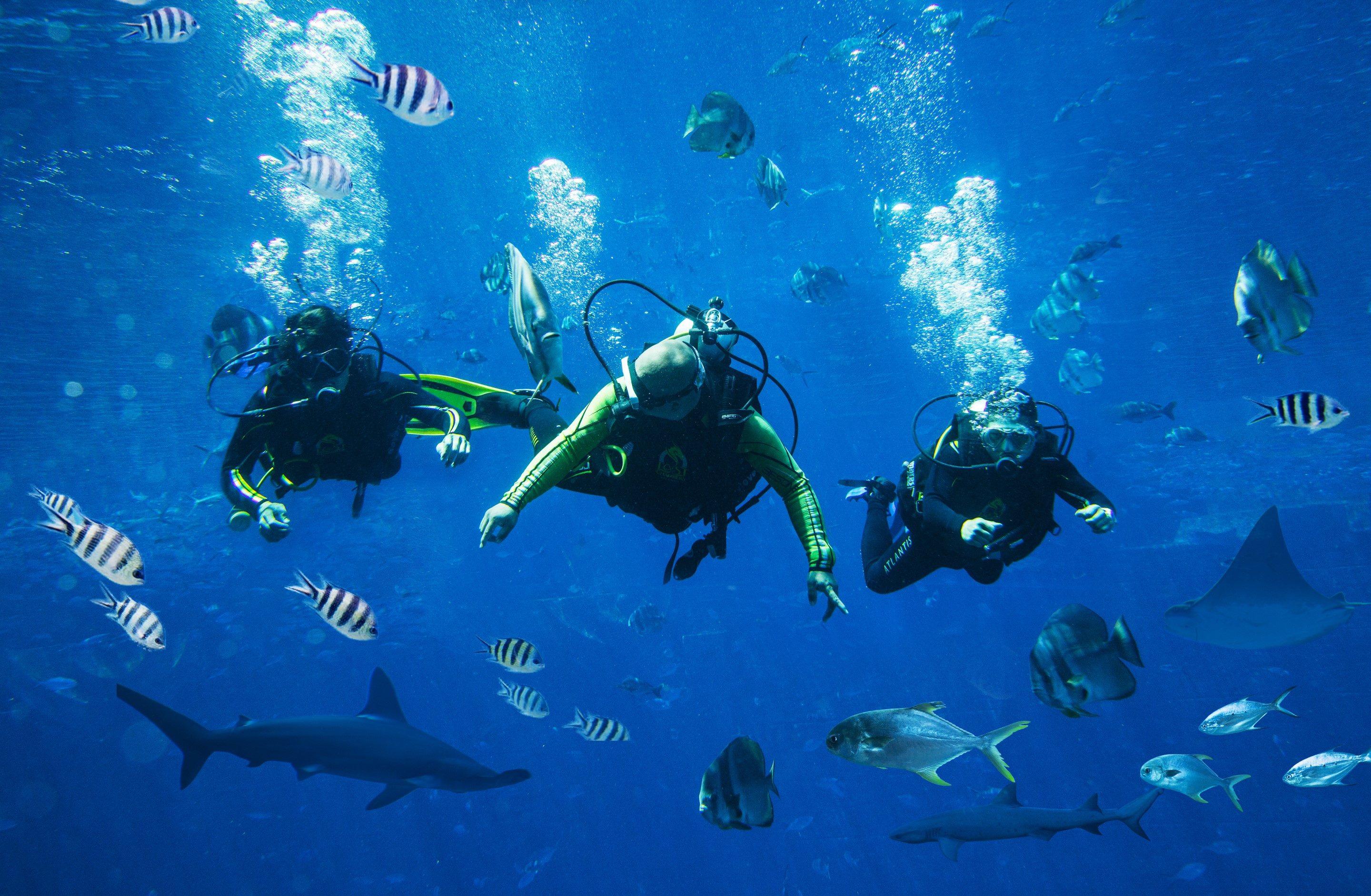 Atlantis Sanya Official Site – Where water meets wonder